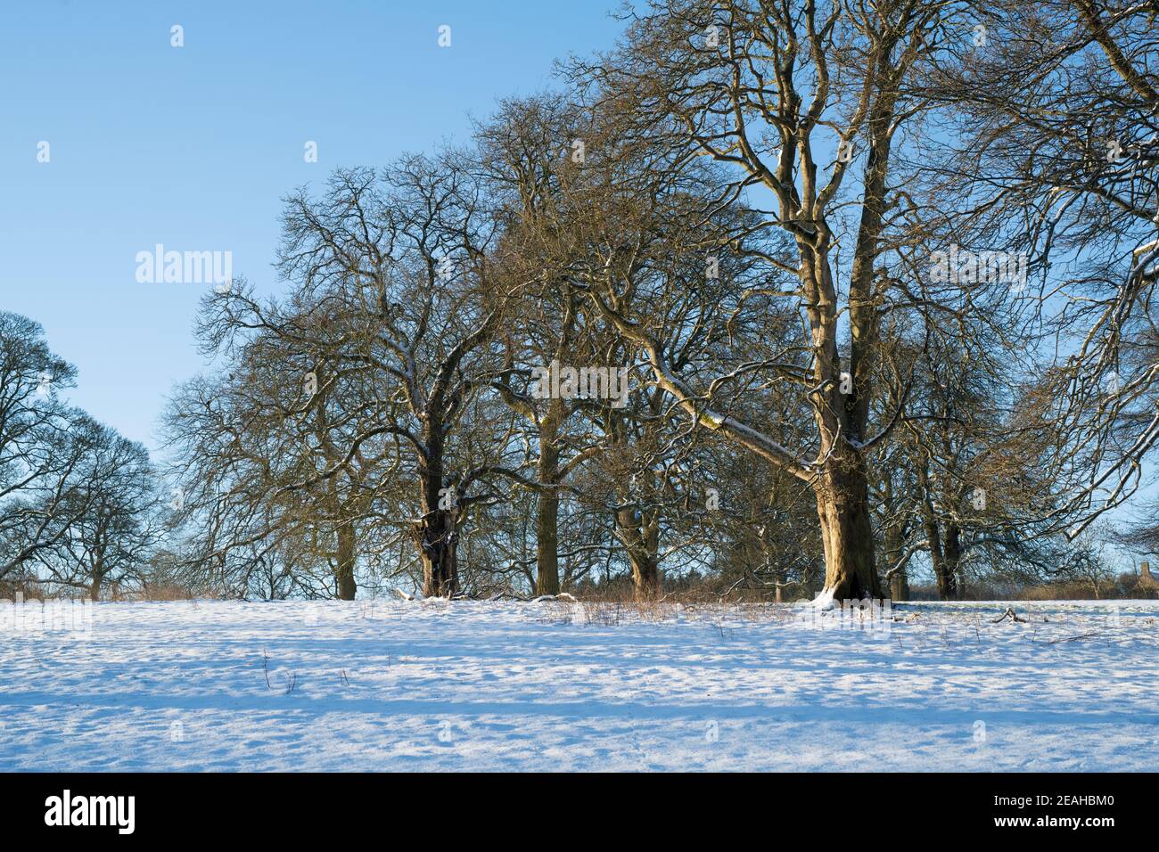 Oak trees in countryside hi-res stock photography and images - Alamy