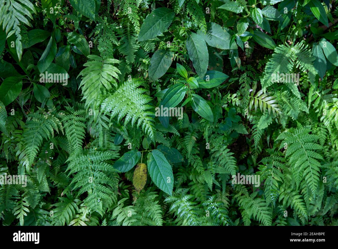 Green fern and grass foliage, forest leaf texture photo. Wild nature ...