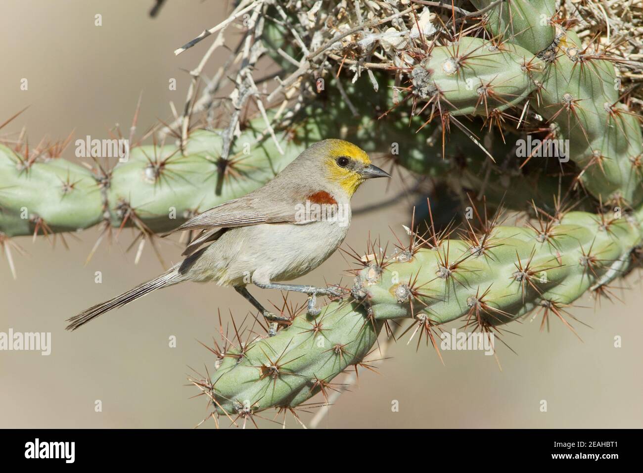 Verdin female, Auriparus flaviceps, at entrance to nest in cholla ...