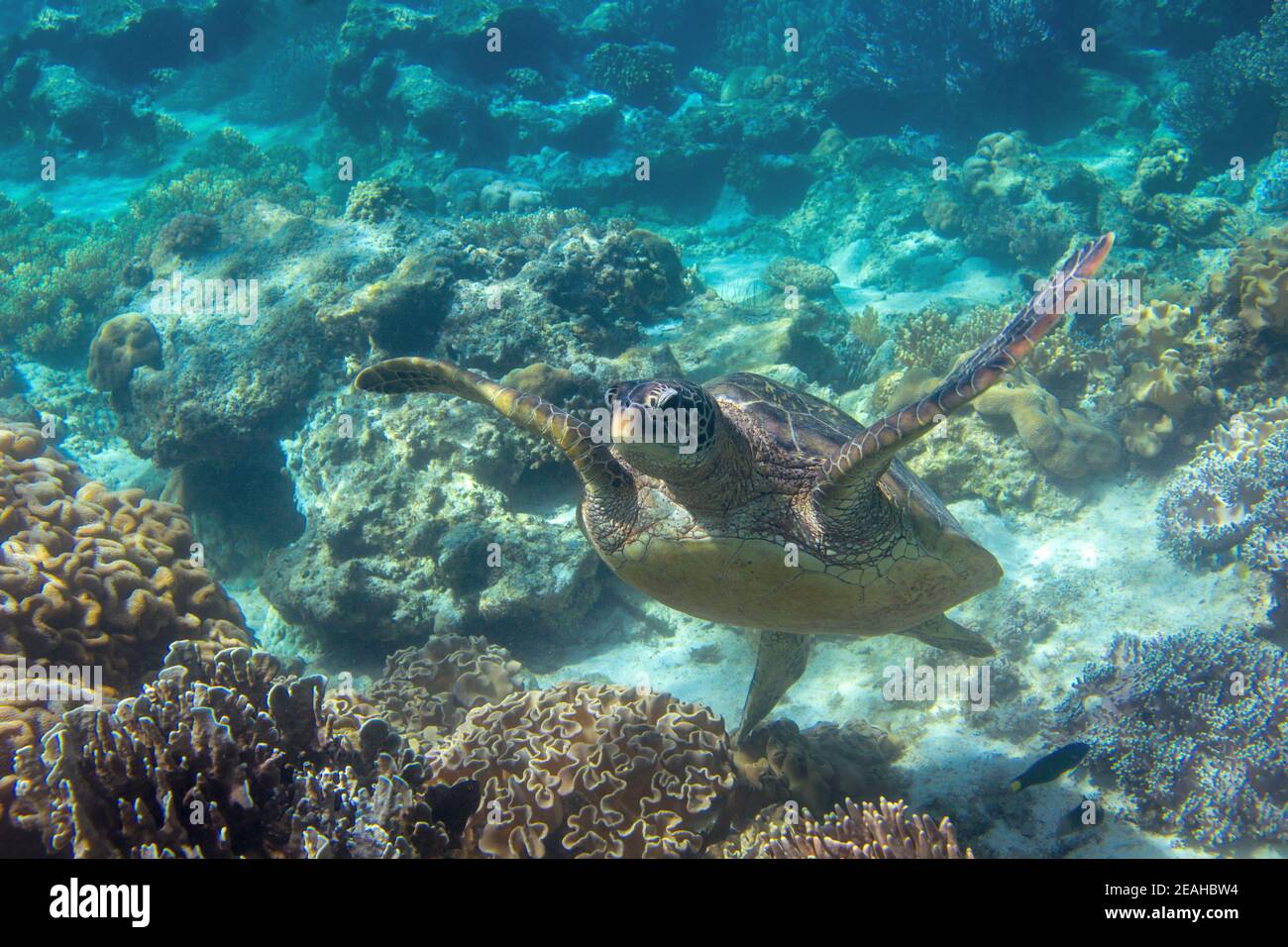 Sea turtle in blue water. Close up sea photo. Cute sea turtle in blue ...