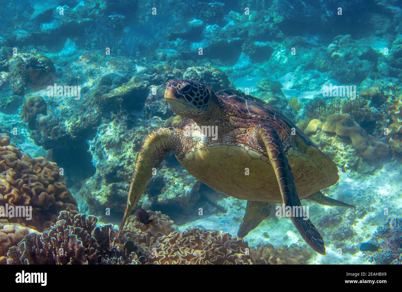 Sea turtle in blue water. Cute sea turtle in blue water of tropical sea ...