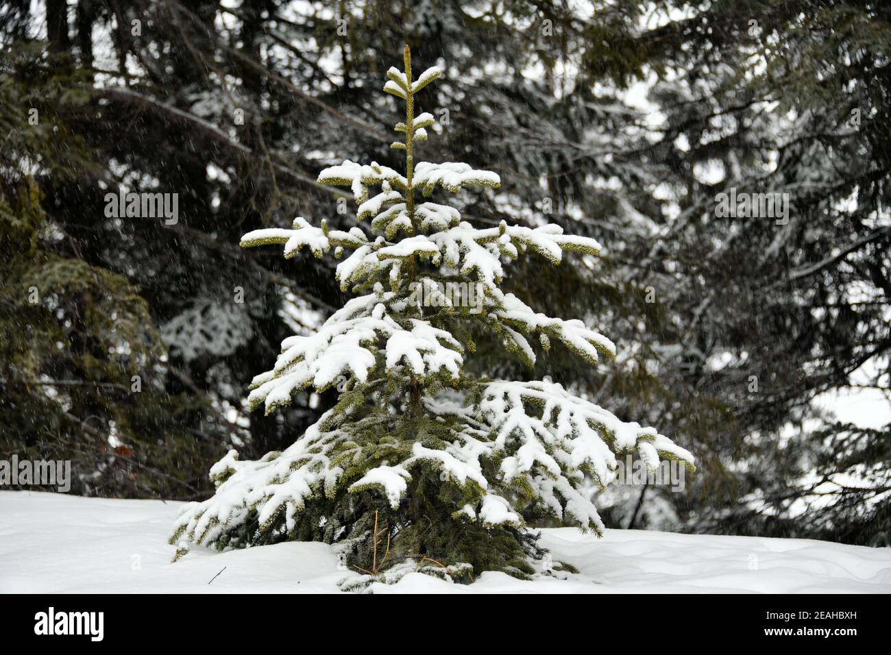 Natures beautiful forests on a snowy, Canadian winter's day Stock Photo ...