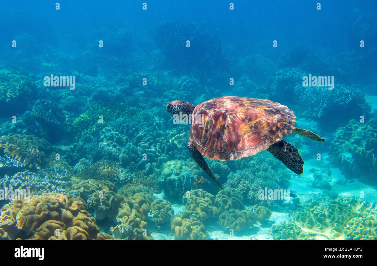 Sea turtle in blue water, underwater coral reef photo. Endangered sea ...