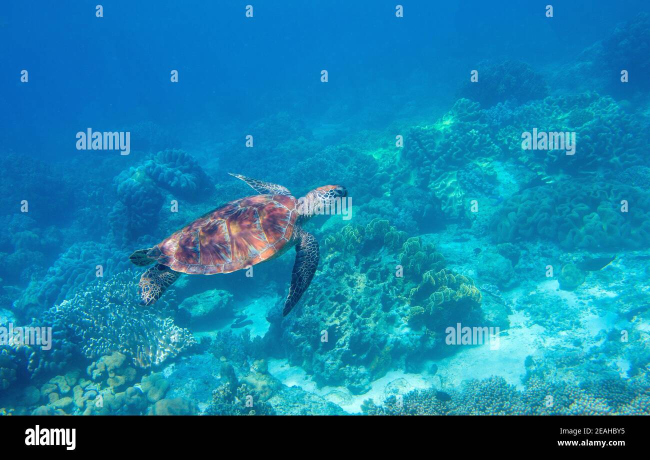 Sea turtle in blue water, underwater photo wild life. Friendly marine ...