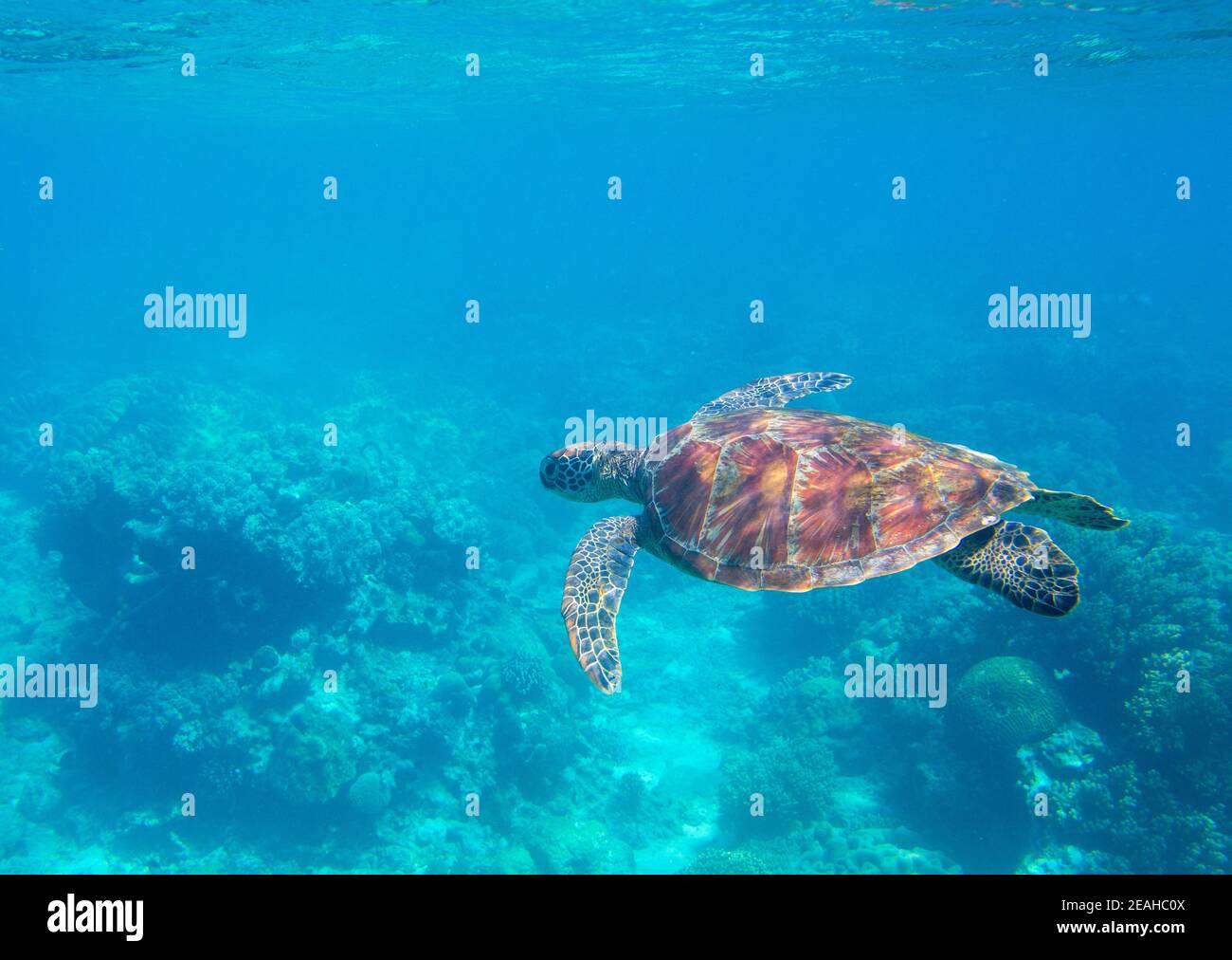 Sea turtle in blue water. Green turtle underwater photo. Wild marine ...
