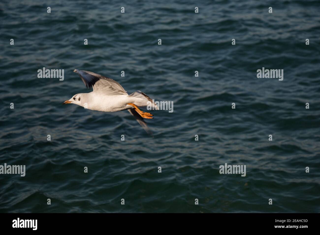 Seagull is seen over the sea water as sea bird Stock Photo - Alamy