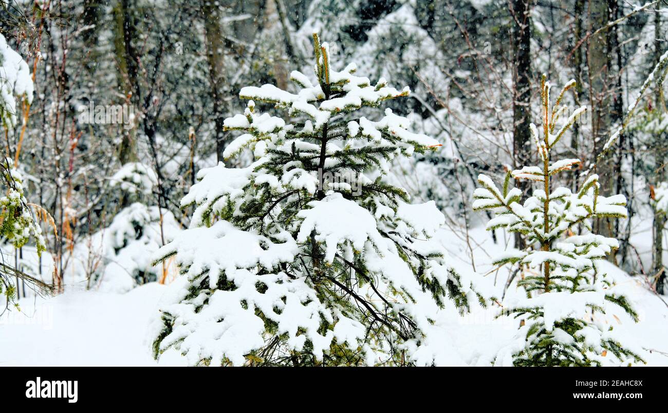 Natures beautiful forests on a snowy, Canadian winter's day Stock Photo ...