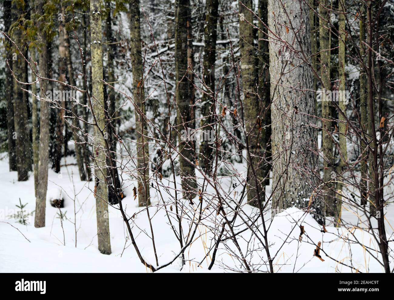 Natures beautiful forests on a snowy, Canadian winter's day Stock Photo ...