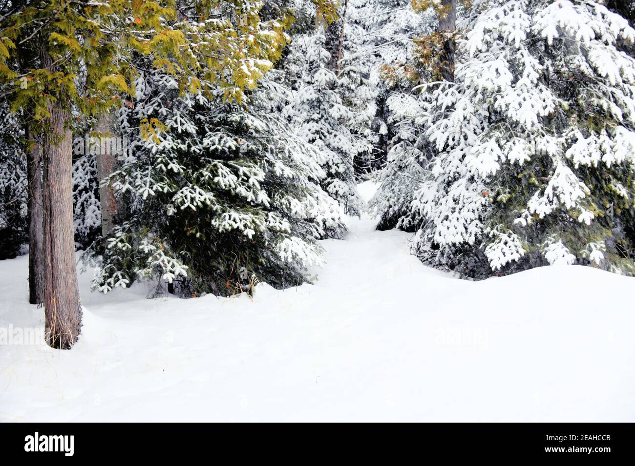 Natures beautiful forests on a snowy, Canadian winter's day Stock Photo ...