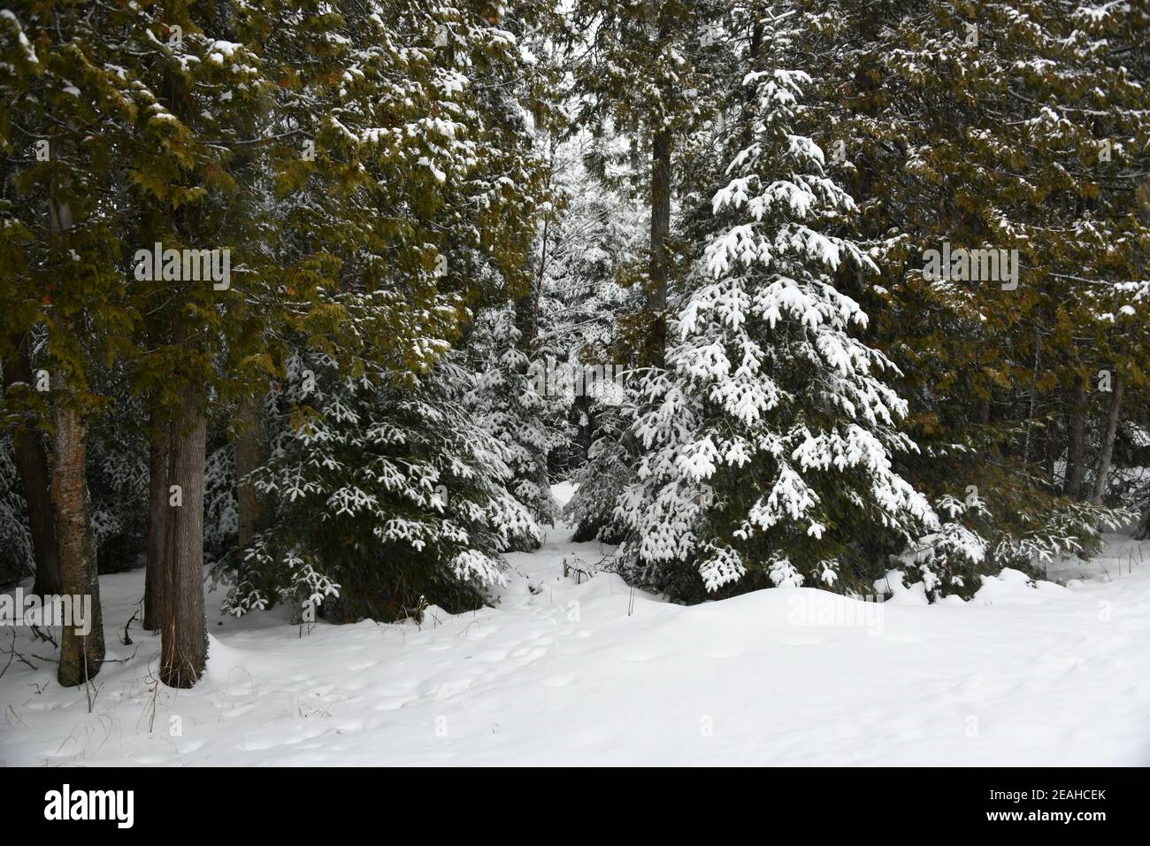 Natures beautiful forests on a snowy, Canadian winter's day Stock Photo ...