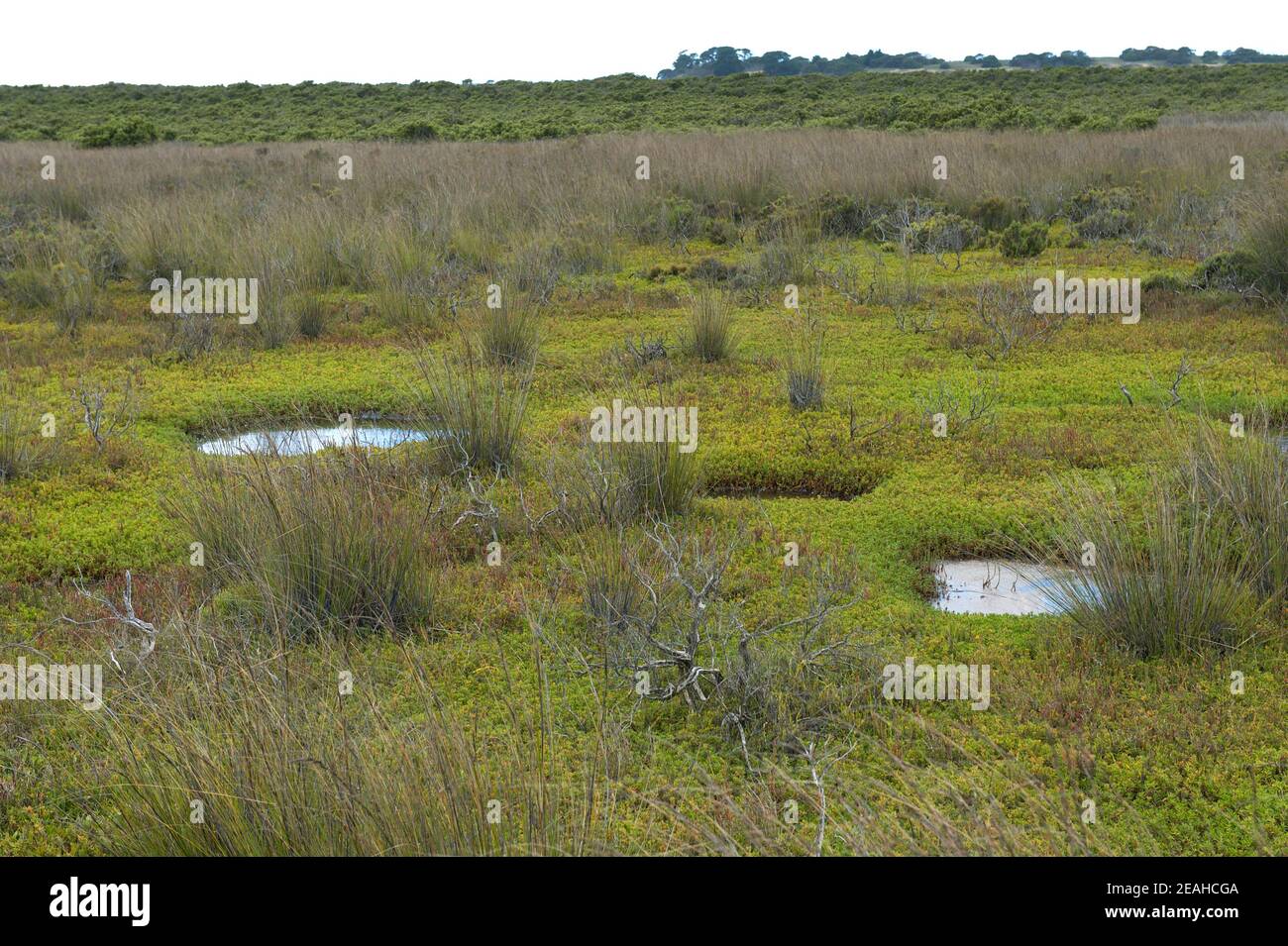 Australian swampland hi-res stock photography and images - Alamy