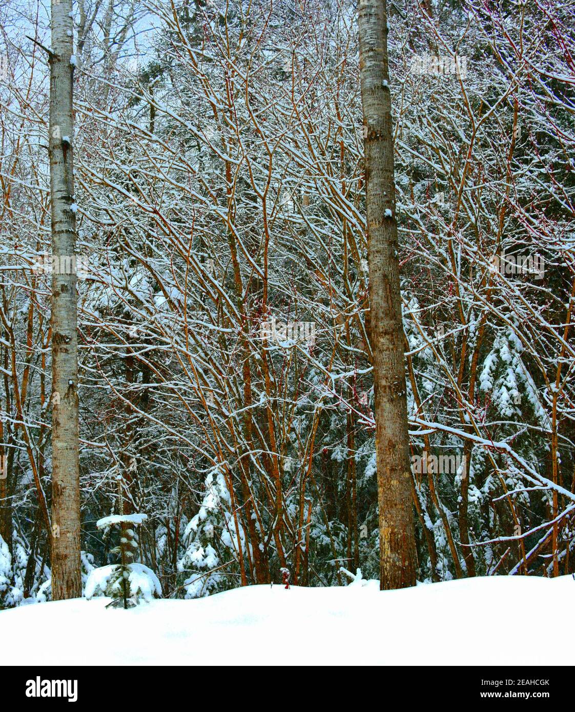Natures beautiful forests on a snowy Canadian winter's day Stock Photo ...