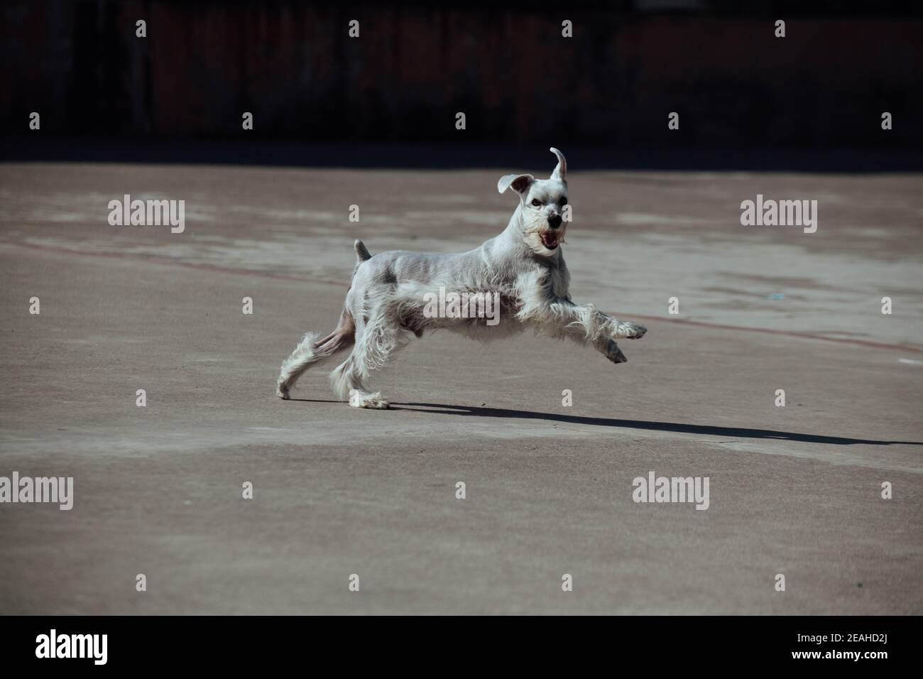 Schnauzer mini running hi-res stock photography and images - Alamy
