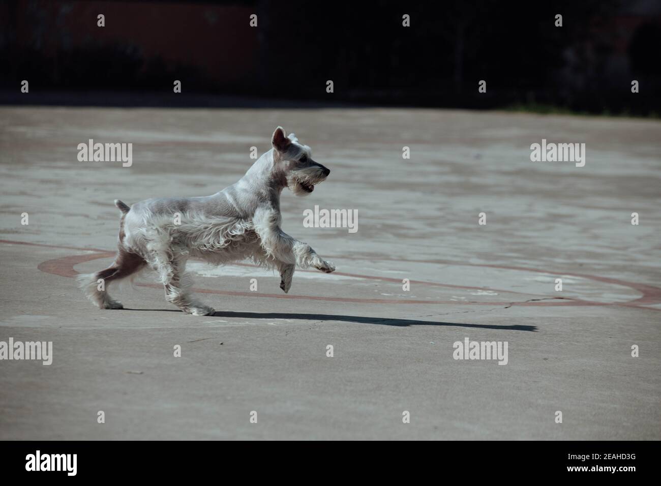 Schnauzer mini running hi-res stock photography and images - Alamy