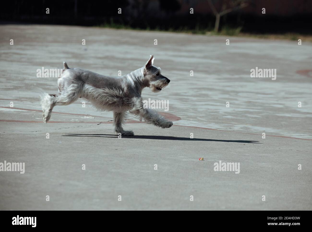 Schnauzer mini running hi-res stock photography and images - Alamy