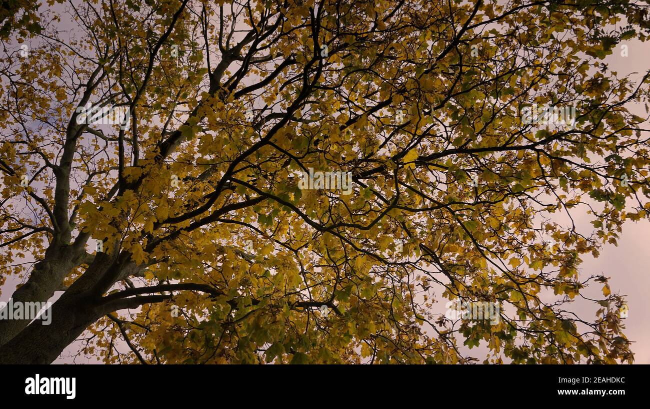 Brown color crown hi-res stock photography and images - Alamy