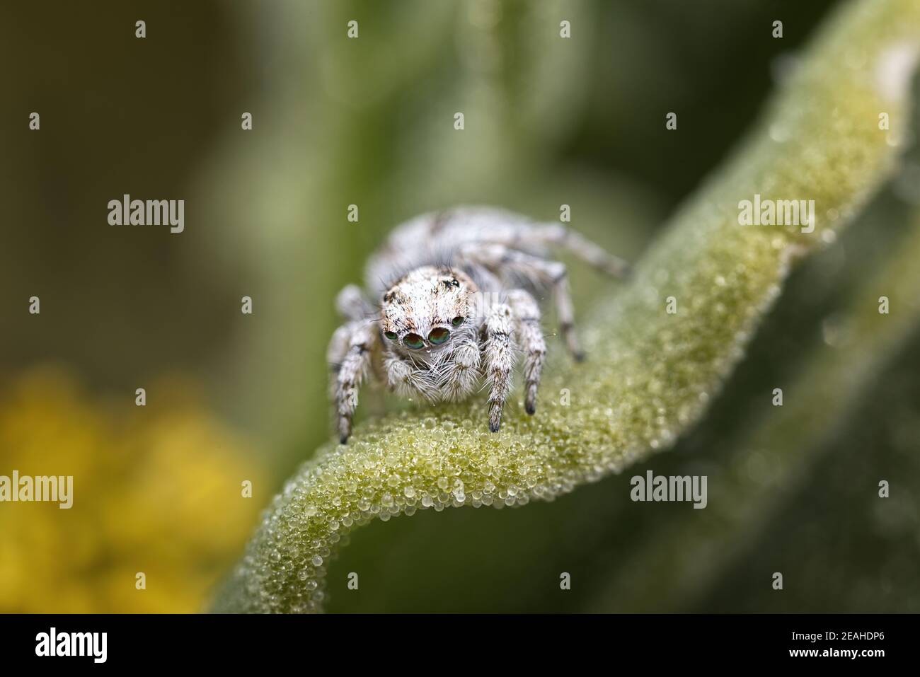 Coastal Peacock spider - Maratus speciosus, Western Australia Stock ...