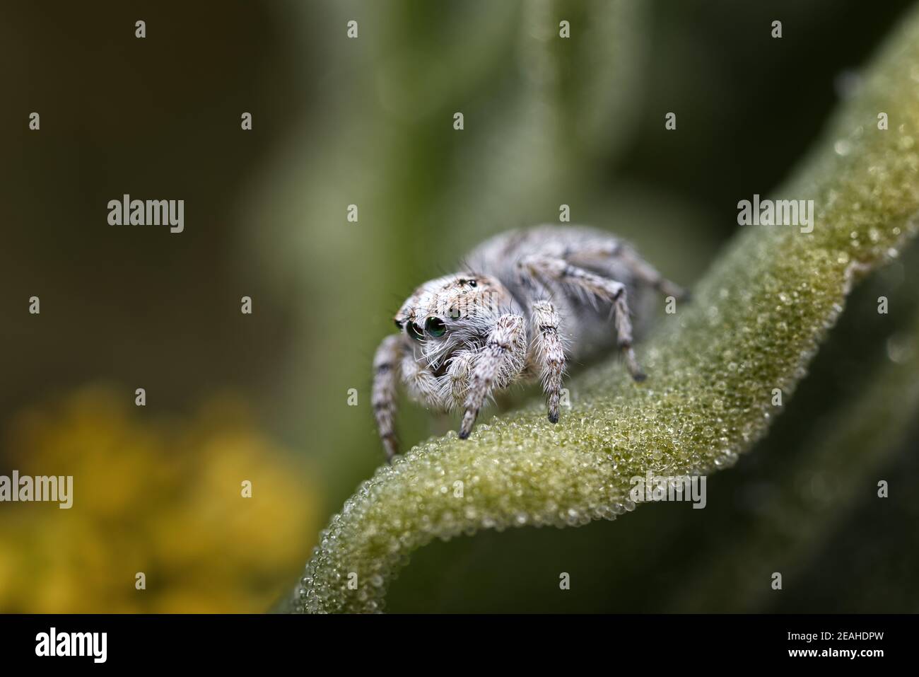 Coastal Peacock spider - Maratus speciosus, Western Australia Stock ...