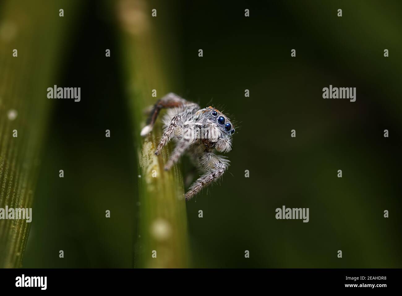 Coastal Peacock spider - Maratus speciosus, Western Australia Stock ...