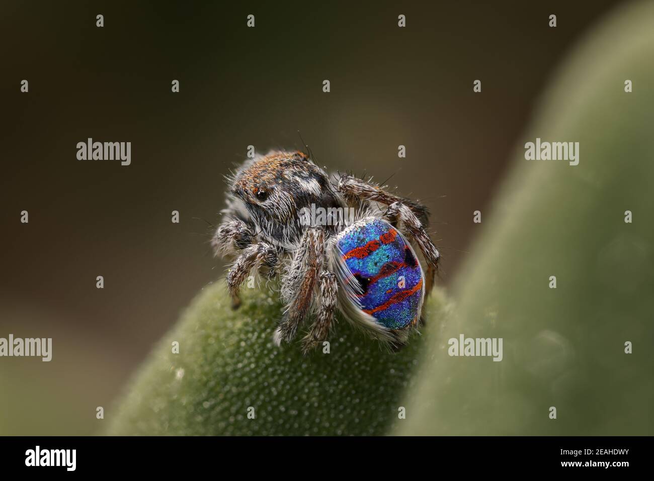 Coastal Peacock spider - Maratus speciosus, Western Australia Stock ...