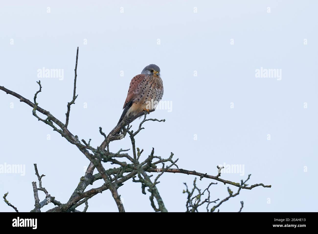 Common kestrel in its natural enviroment Stock Photo - Alamy