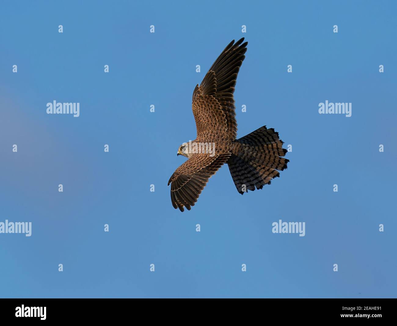 Common kestrel in flight in its natural enviroment Stock Photo - Alamy