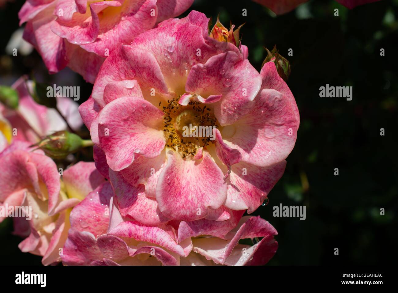 Pink roses in a botanical park in Istanbul on display Stock Photo - Alamy