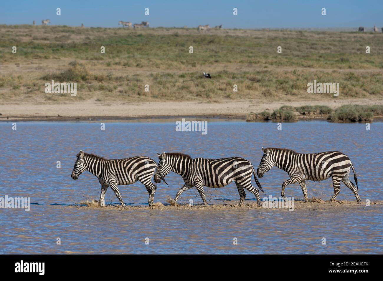 Plains zebras, Equus quagga, walking in the Hidden Valley lake, Ndutu ...