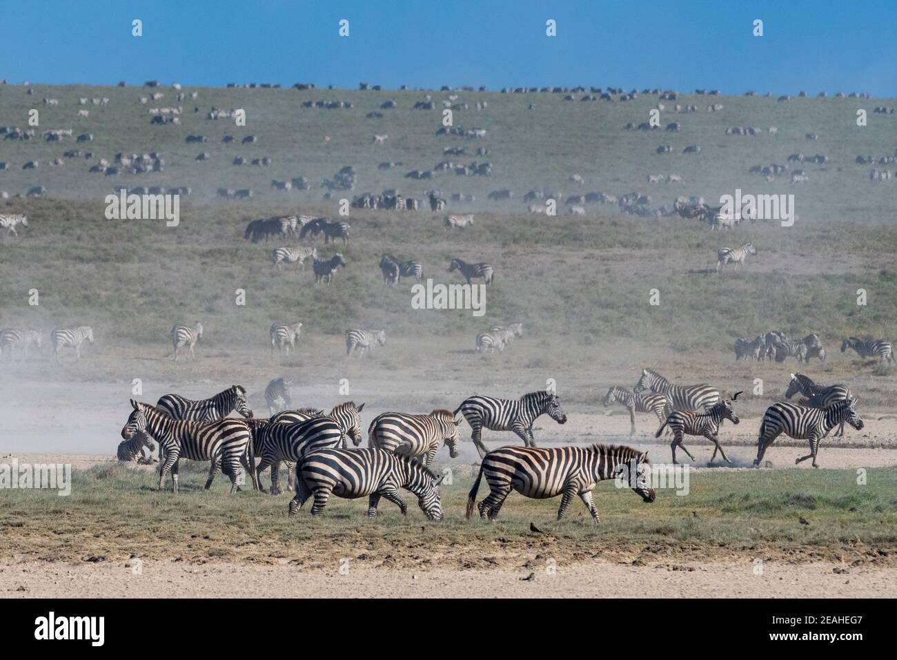 Hidden zebra hi-res stock photography and images - Alamy