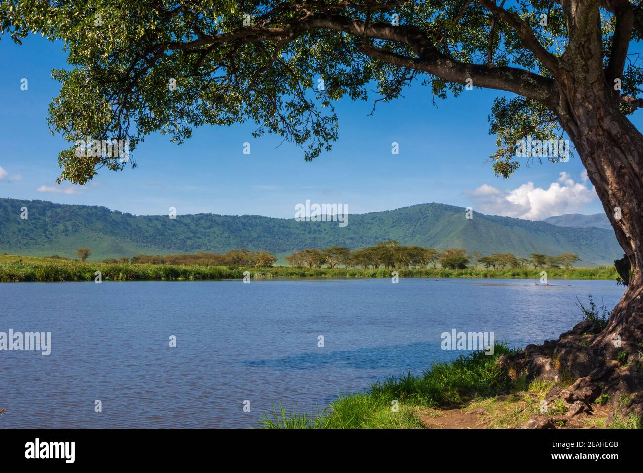 Ngorongoro crater, Ngorongoro Conservation Area, Serengeti, Tanzania ...
