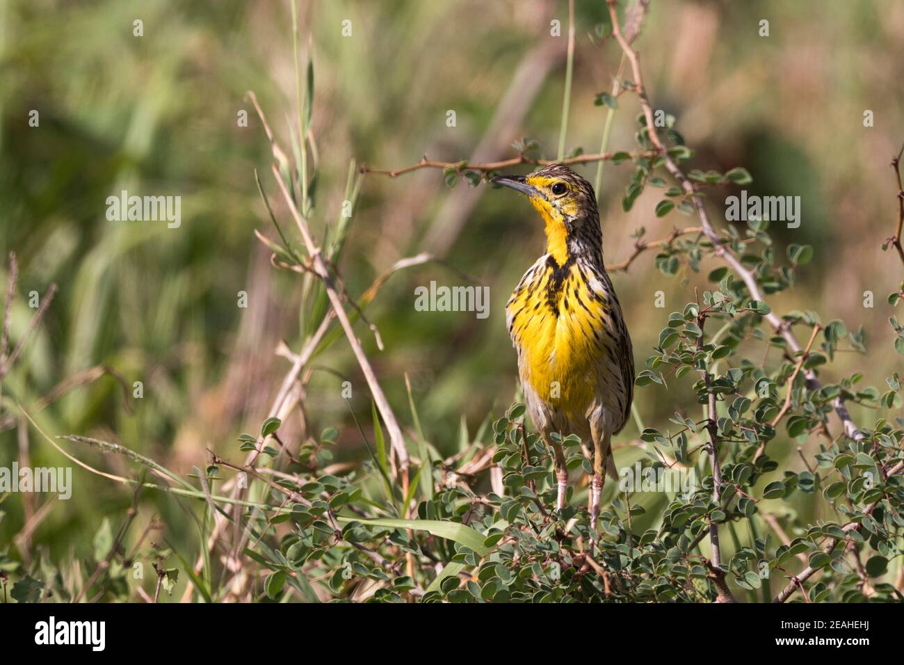 Pangani hi-res stock photography and images - Alamy