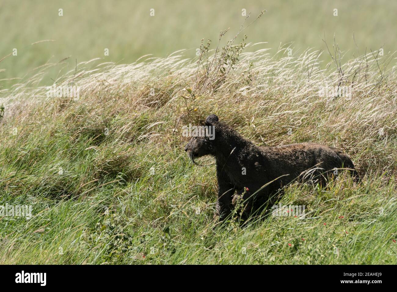 Lion cub (Panthera leo) covered by mud, Seronera, Serengeti National ...