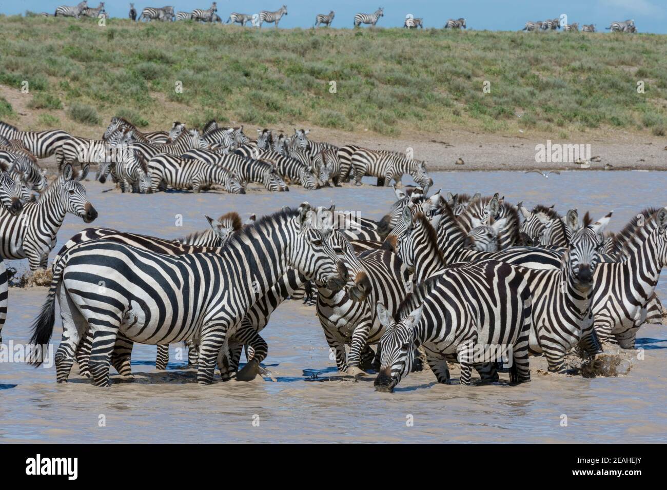 A herd of plains zebras (Equus quagga) drinking at Hidden Valley lake ...