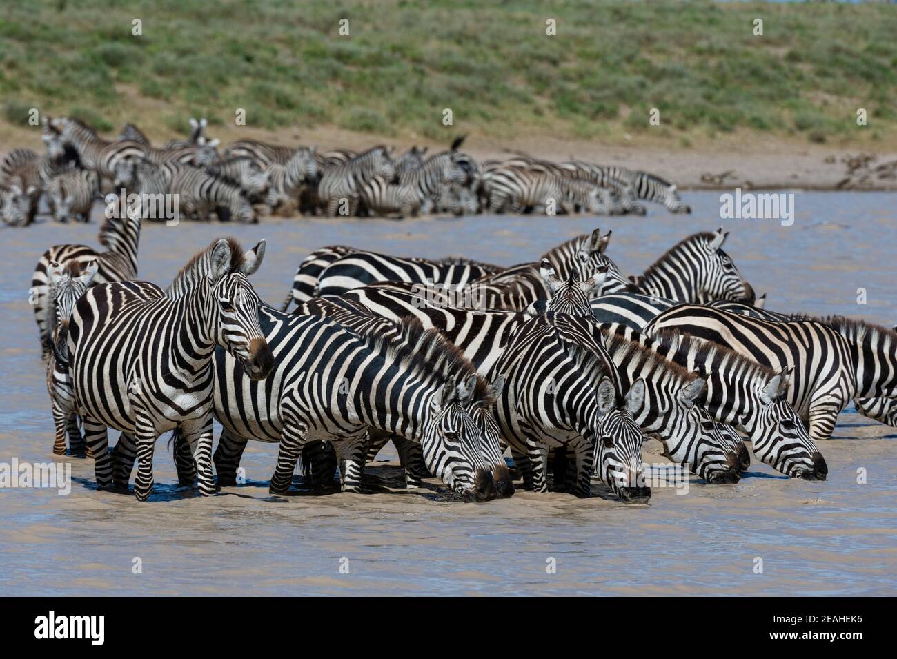 A herd of plains zebras (Equus quagga) drinking at Hidden Valley lake ...
