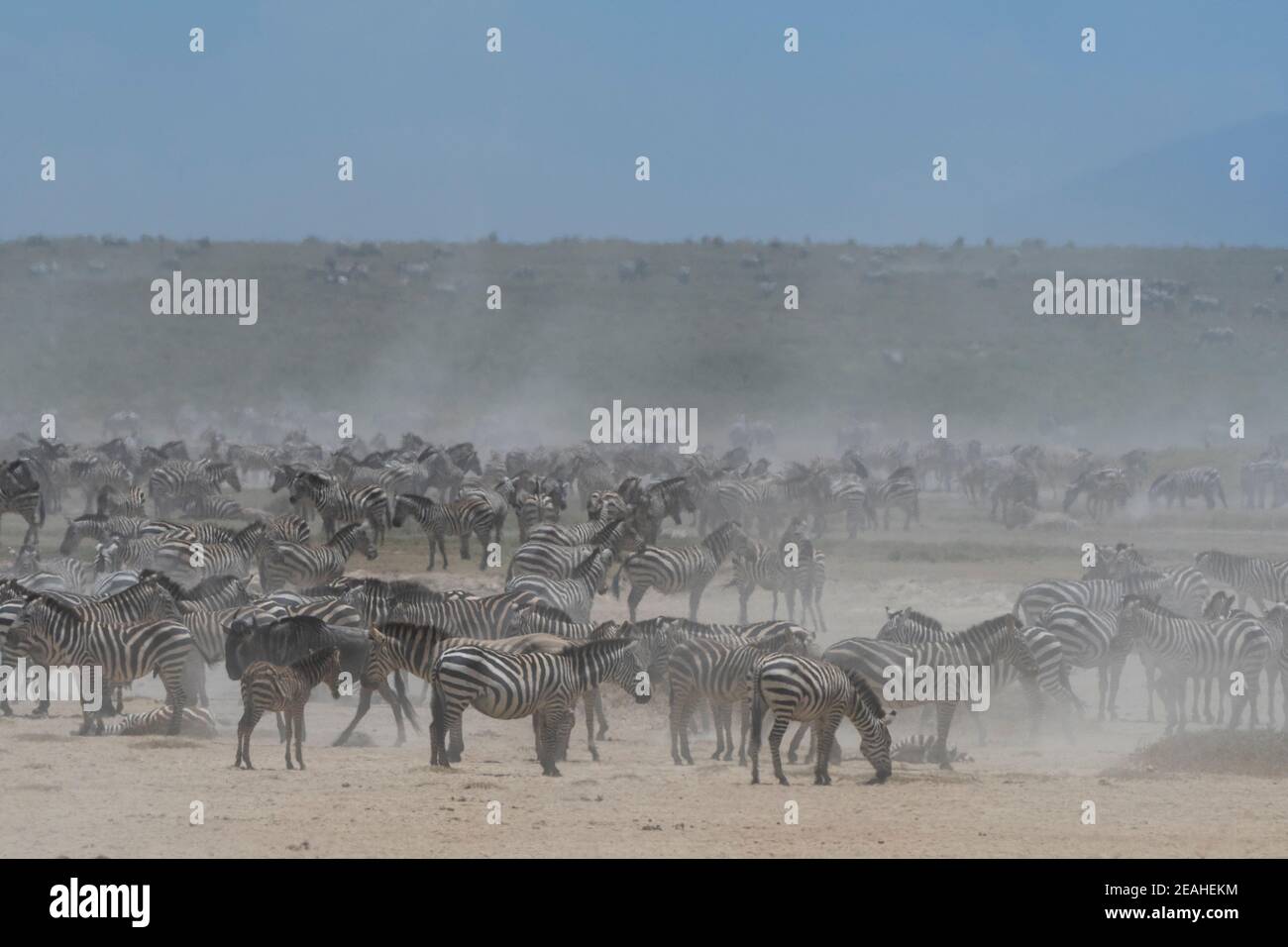 Hidden zebra hi-res stock photography and images - Alamy