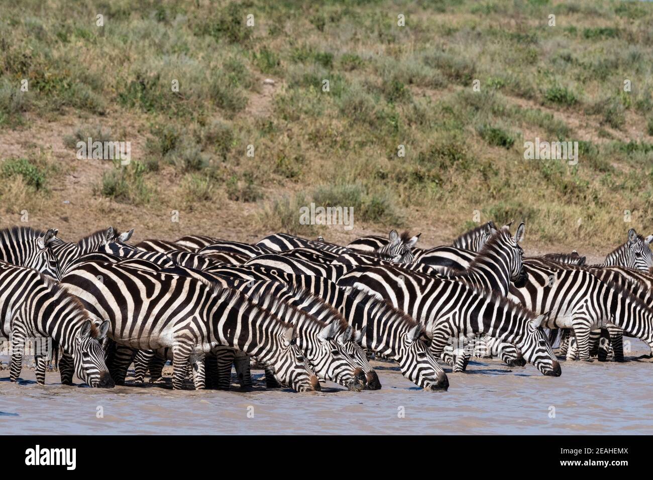 A herd of plains zebras, Equus quagga, drinking at Hidden Valley lake ...