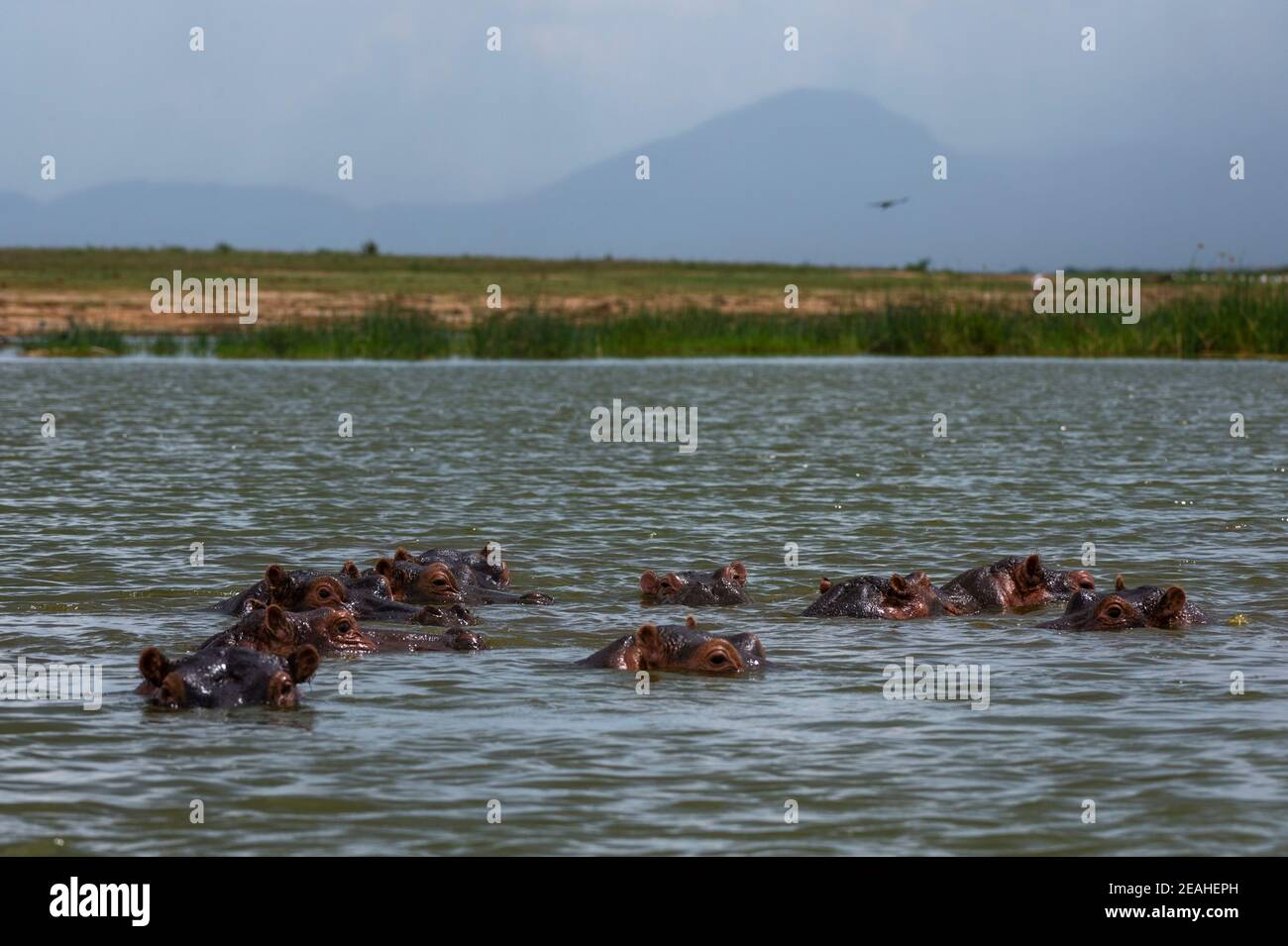 Hippopotamuses (Hippopotamus amphibius), Lake Jipe, Tsavo, Kenya Stock ...
