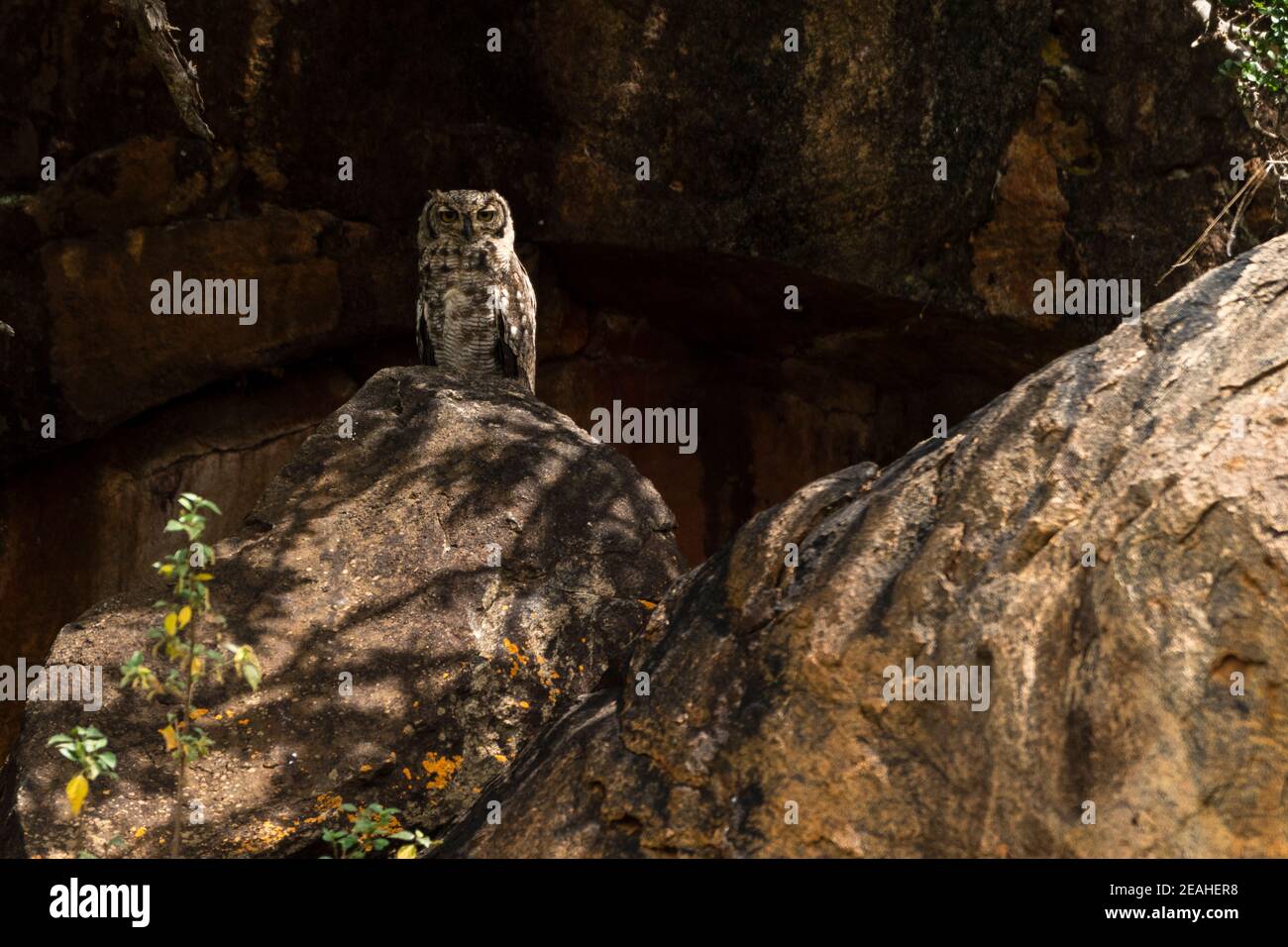 A spotted eagle-owl (Bubo africanus), Tsavo, Kenya Stock Photo - Alamy