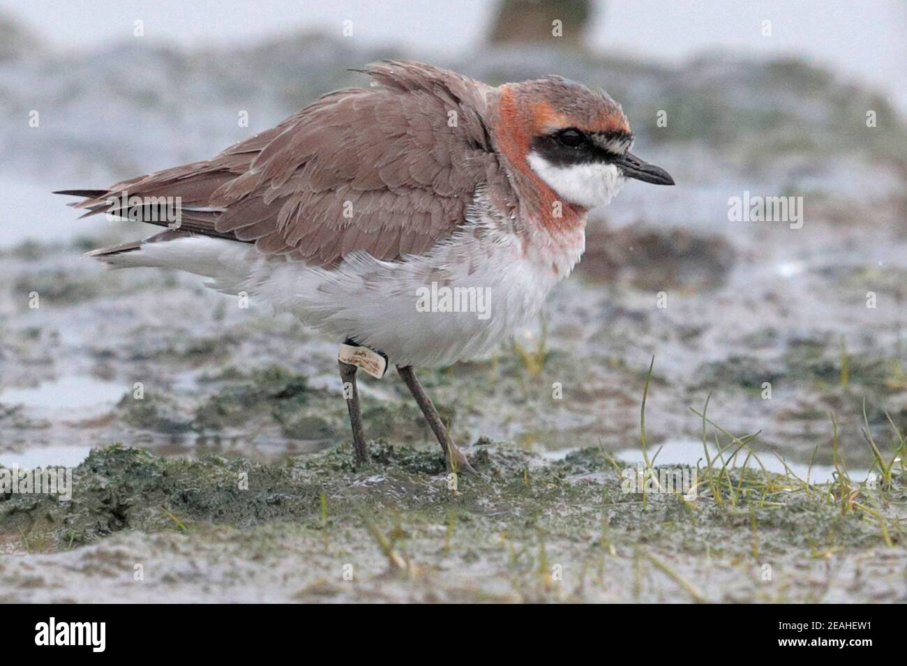 Lesser Sand Plover (Charadrius mongolus), adult in breeding plumage ...