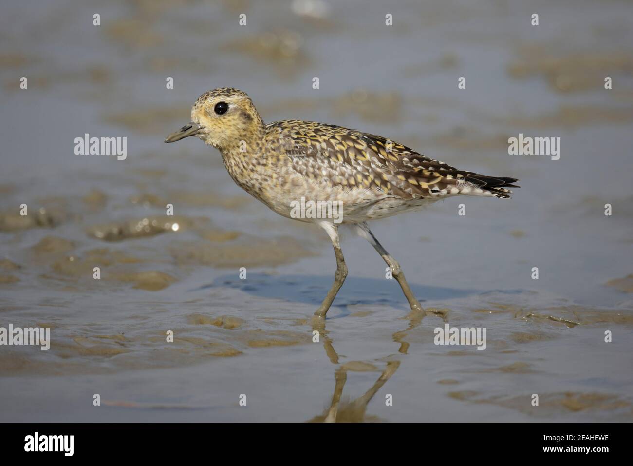 Pacific Golden Plover (Pluvialis fulva), adult in non-breeding plumage ...