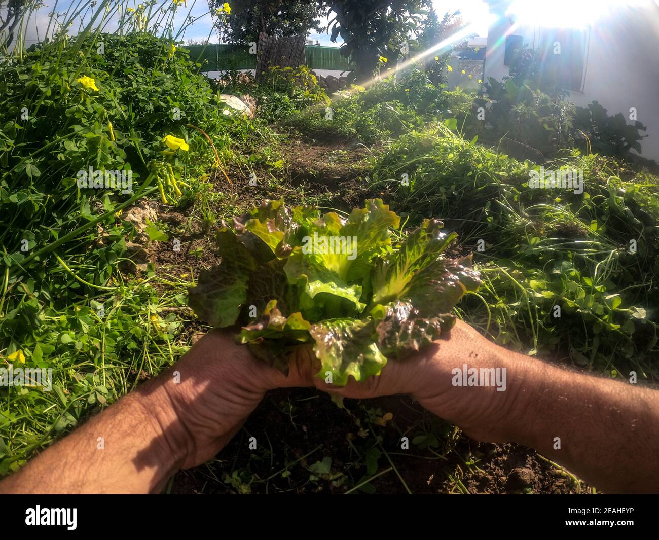 Person picking a lettuce from his vegetable garden Stock Photo - Alamy