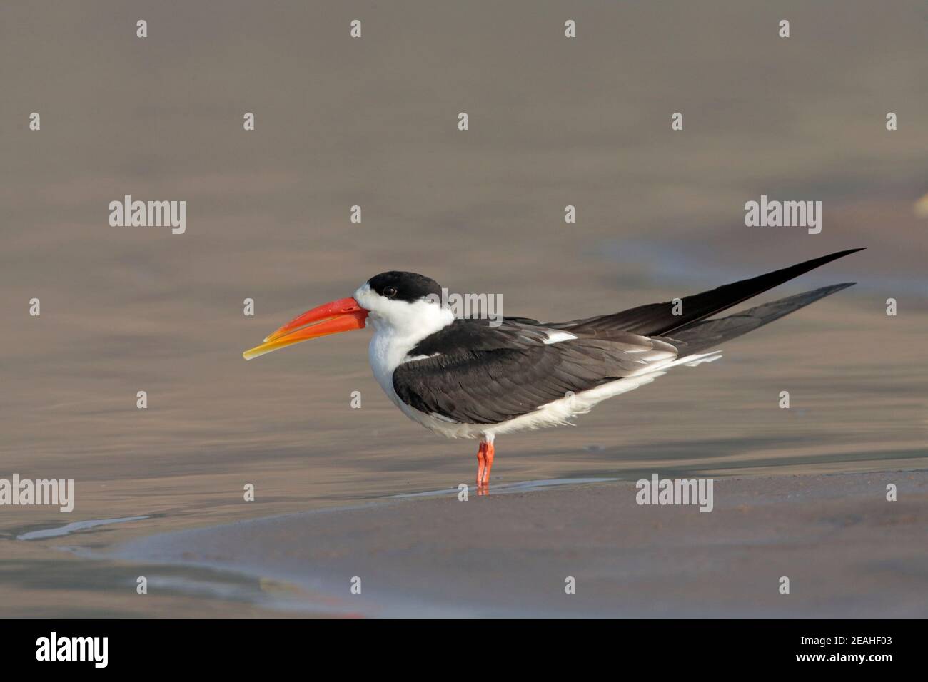 Rynchops albicollis hi-res stock photography and images - Alamy