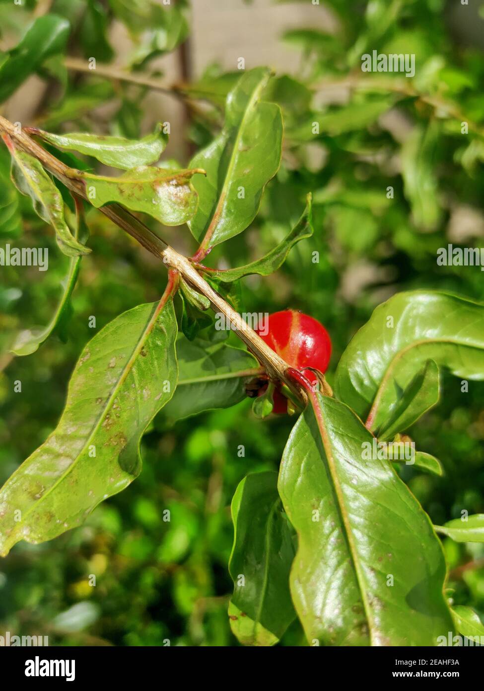 Vertical closeup of a red berry on a tree captured on a sunny day Stock ...