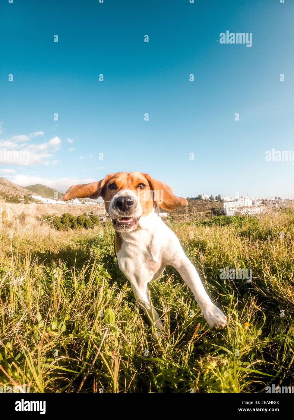 Fields dogs hi-res stock photography and images - Alamy