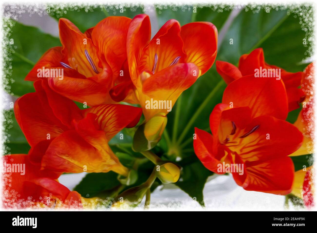 Red freesia hi-res stock photography and images - Alamy