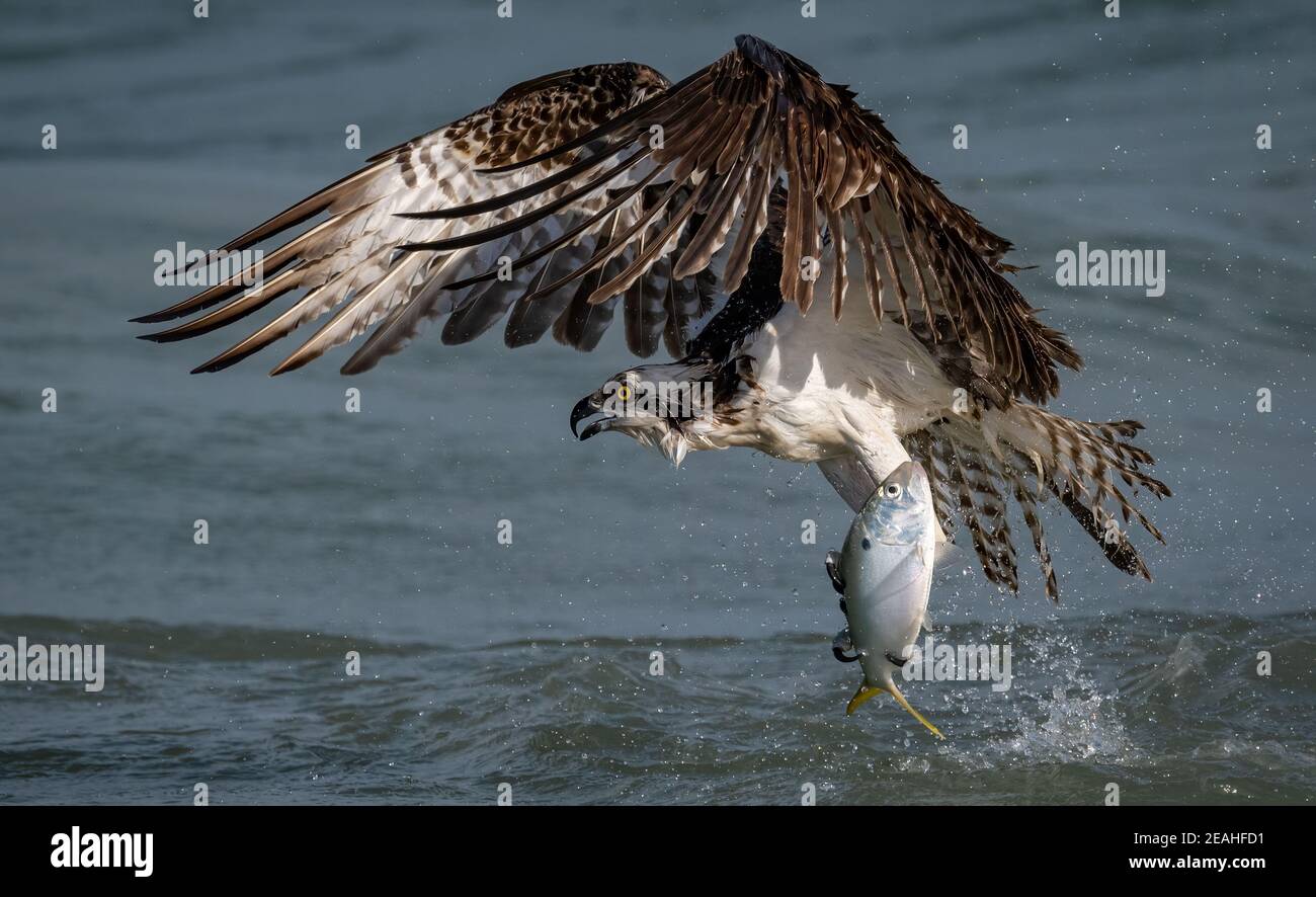An osprey fishing in Florida Stock Photo - Alamy