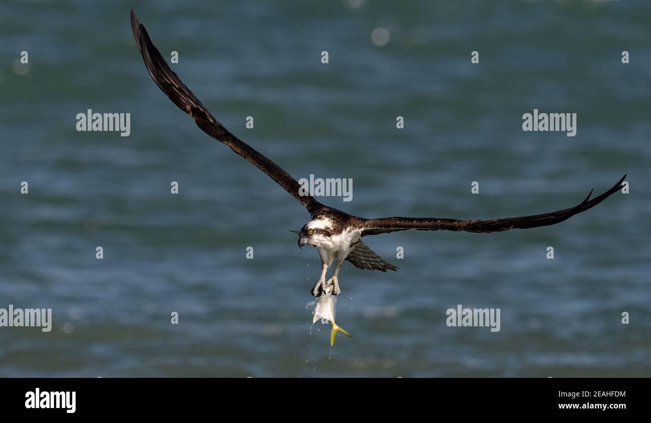 An osprey fishing in Florida Stock Photo - Alamy