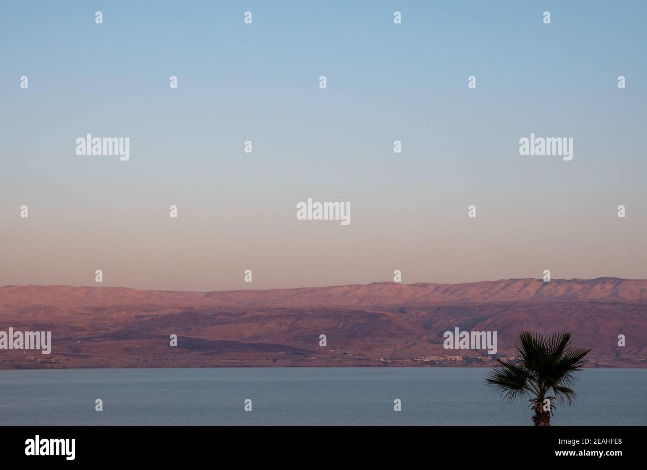 Israel jordan desert palm trees hi-res stock photography and images - Alamy