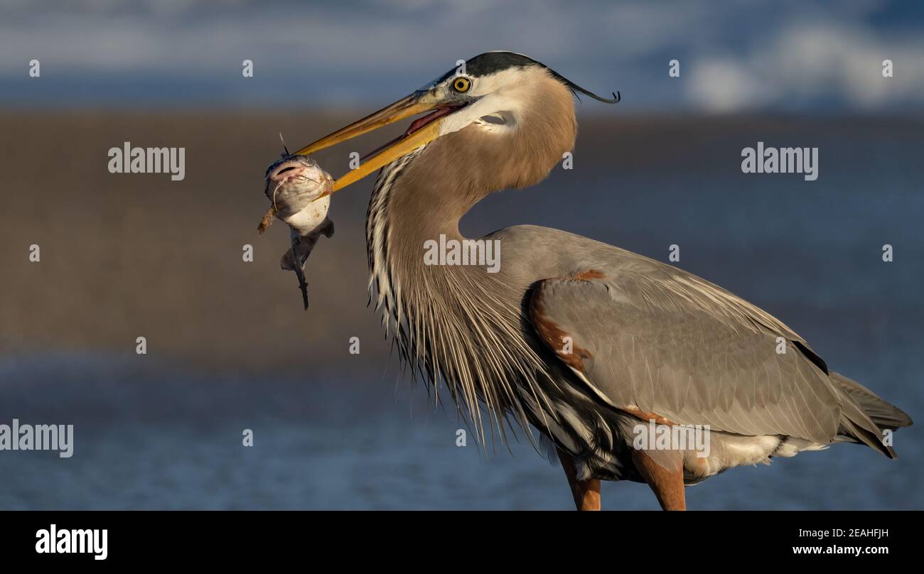 Great blue heron with a fish Stock Photo - Alamy