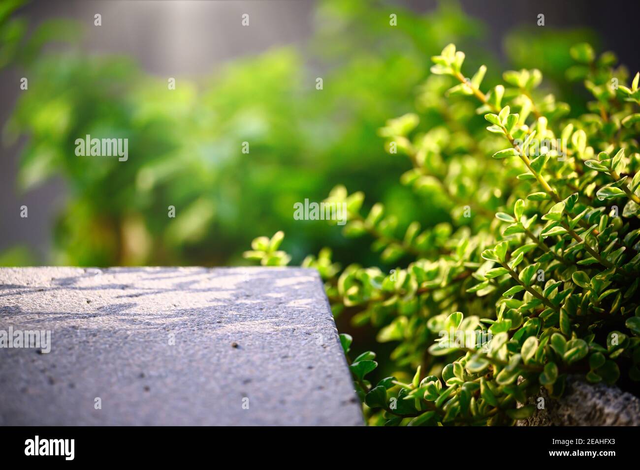 Sideways growing tree hi-res stock photography and images - Alamy
